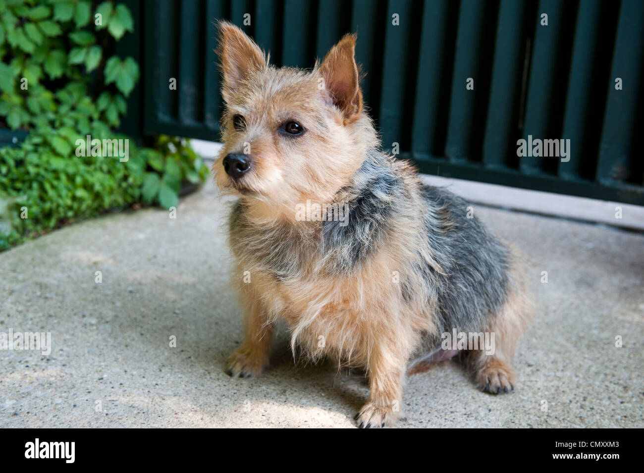 Image of a friendly dog relaxed and posing for the camera Stock Photo ...