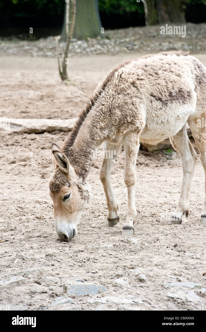 Single donkey looking worn-out on barren, rocky land Stock Photo - Alamy
