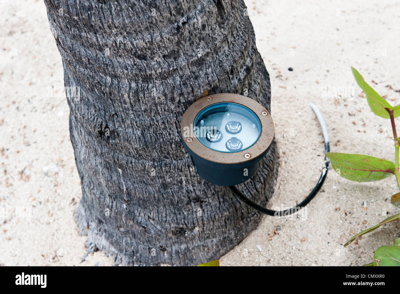 An electronic device placed on a palm tree stem Stock Photo - Alamy