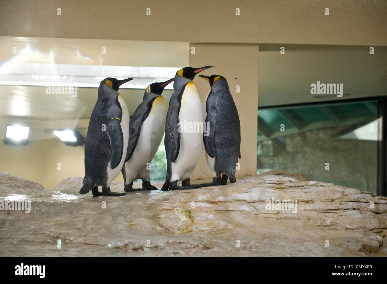 Group of four penguins hi-res stock photography and images - Alamy