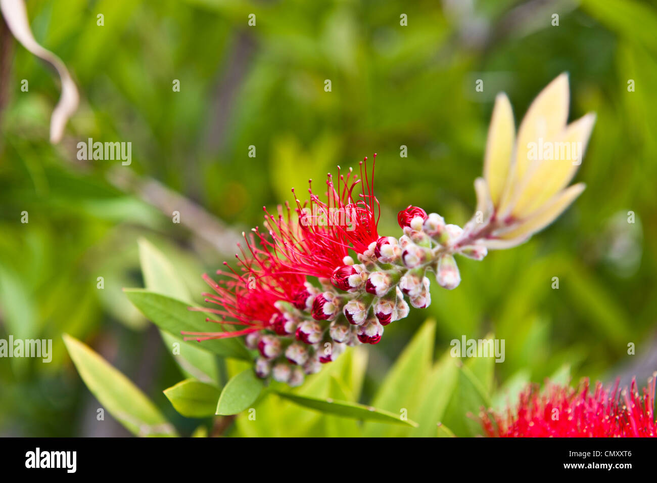 Fuschia High Resolution Stock Photography and Images - Alamy