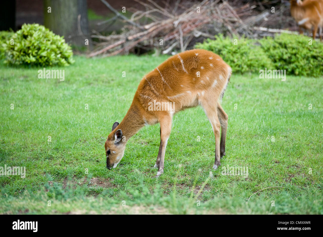 Whitetail deer eating grass hi-res stock photography and images - Alamy