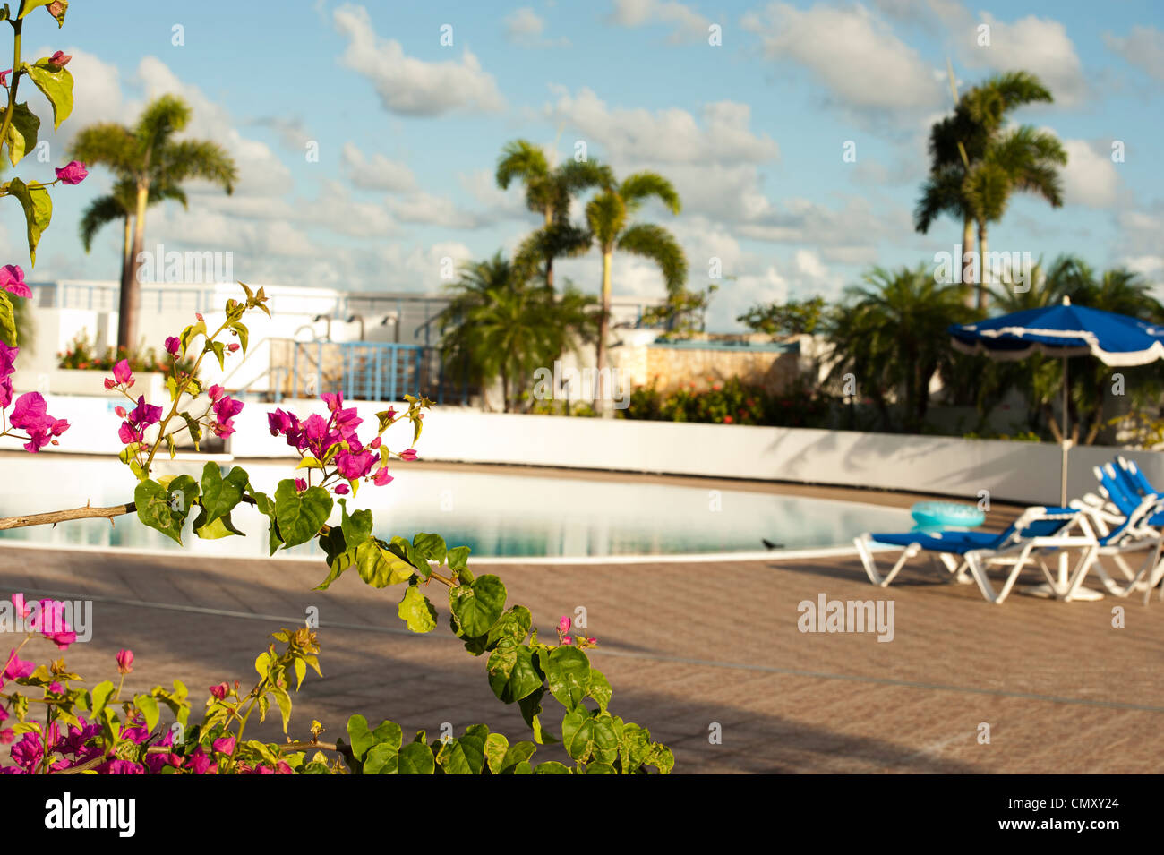 Purple flowers blossoming on a tree near a resort swimming pool Stock ...