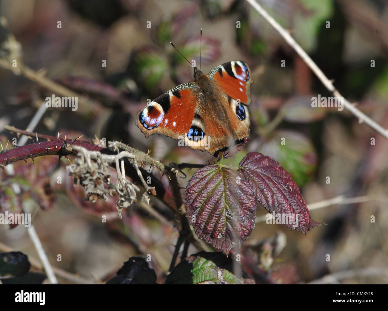 A PEACOCK BUTTERFLY SETTLES ON BRAMBLES AT PORTCHESTER, HAMPSHIRE Stock ...