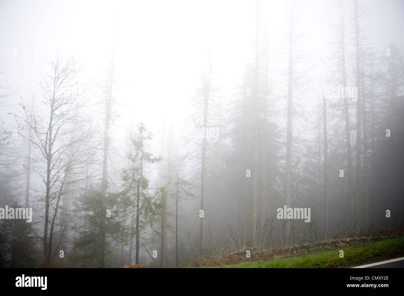 Forest trees hidden in fog Stock Photo - Alamy