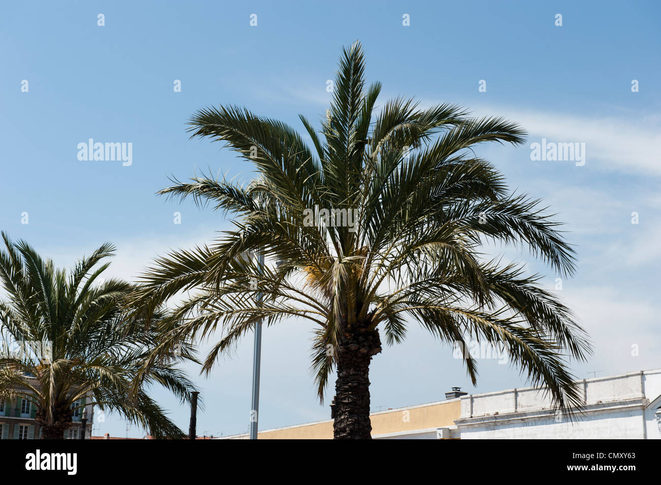 French palm tree along a boulevard in France Stock Photo - Alamy
