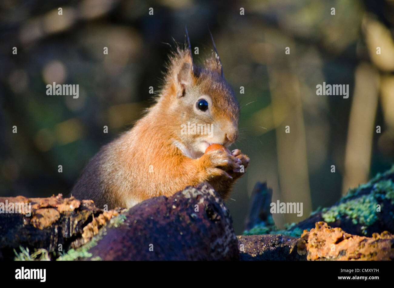 Eurasian red squirrel eating nuts hi-res stock photography and images ...