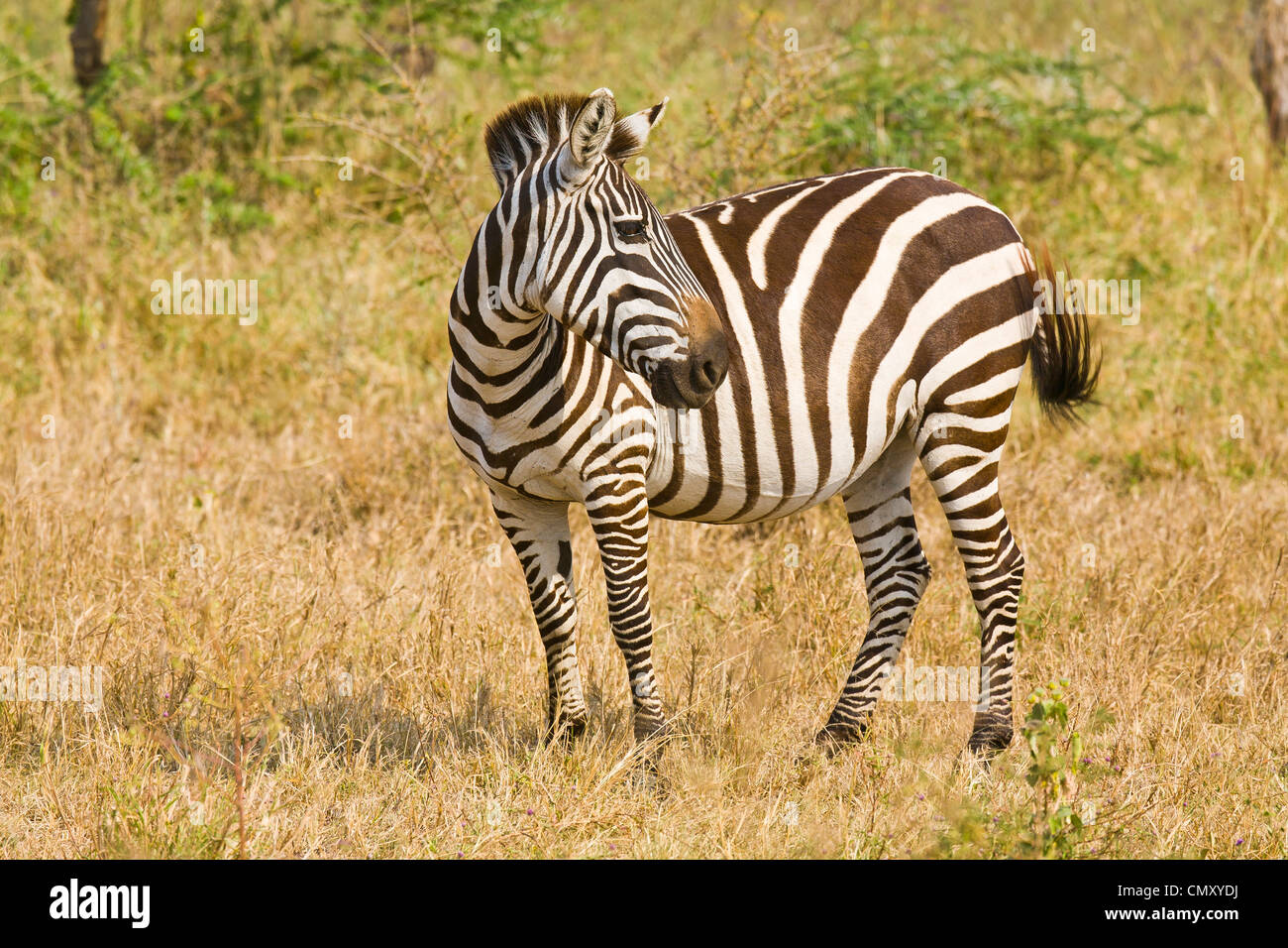 Zebra standing looking back Stock Photo - Alamy