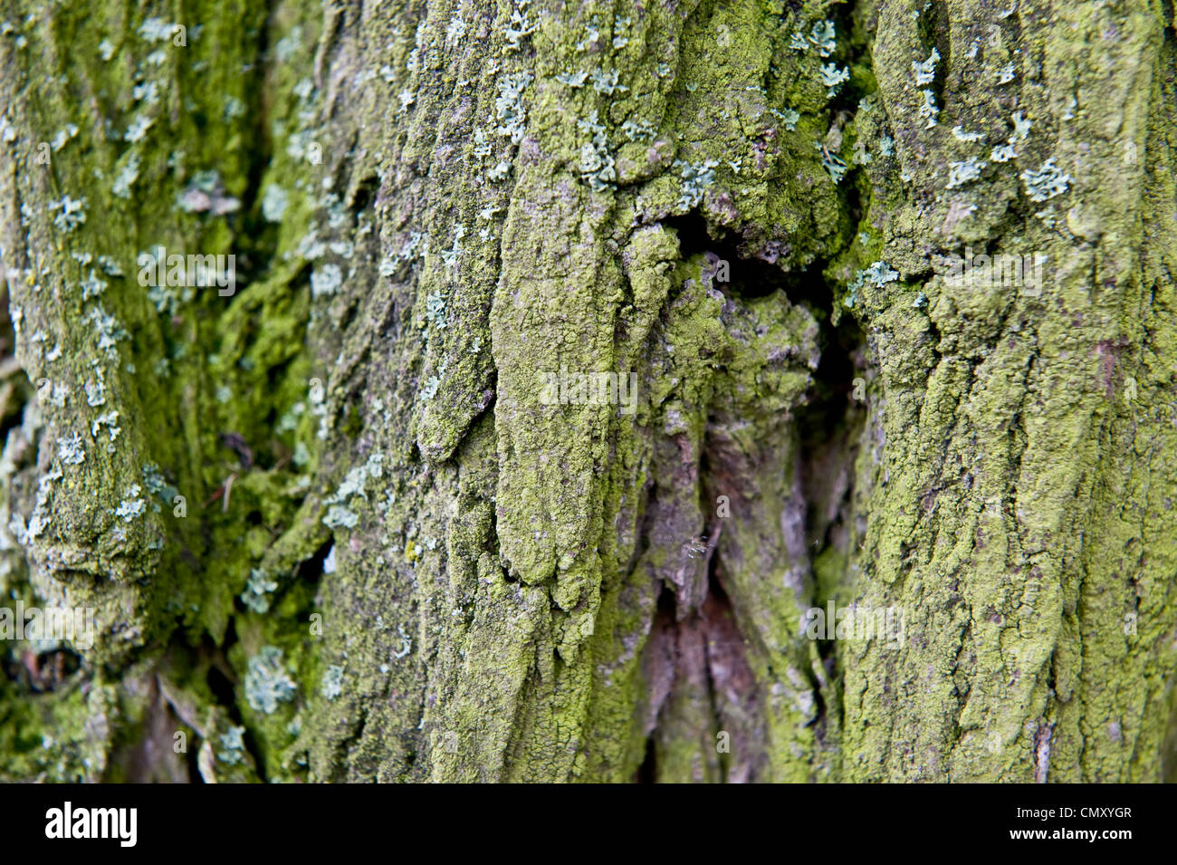 Moss on a bark hi-res stock photography and images - Alamy
