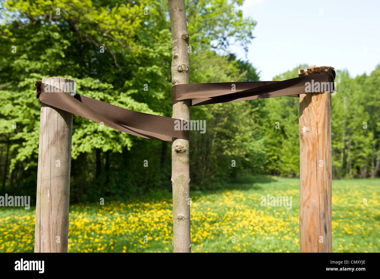 Tree support hi-res stock photography and images - Alamy