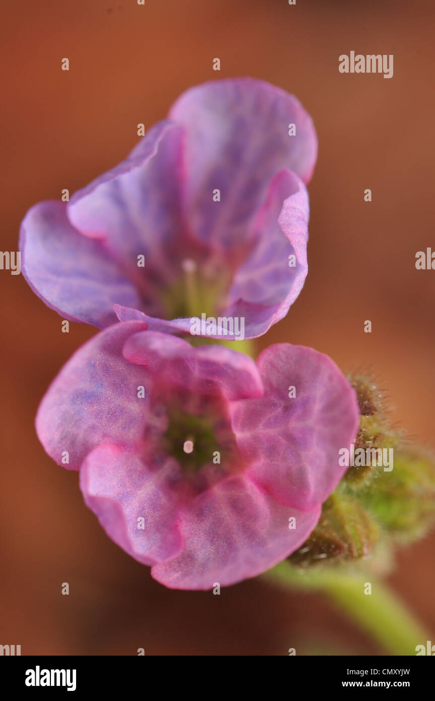 Pulmonaria blue hi-res stock photography and images - Alamy