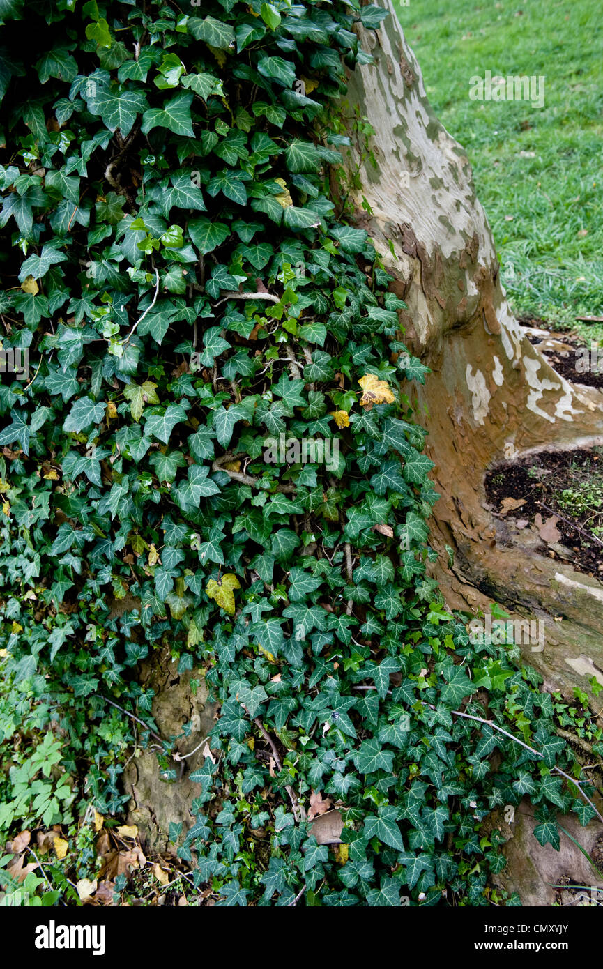 Foliage growing on a thick, muddy tree stem Stock Photo - Alamy