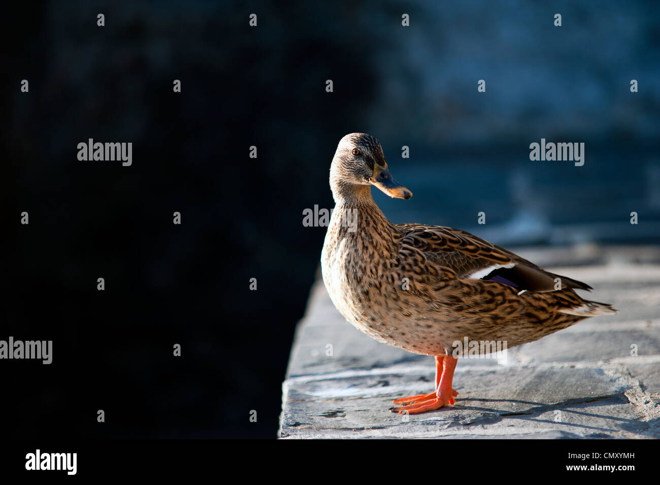 Lake como italy bird hi-res stock photography and images - Alamy