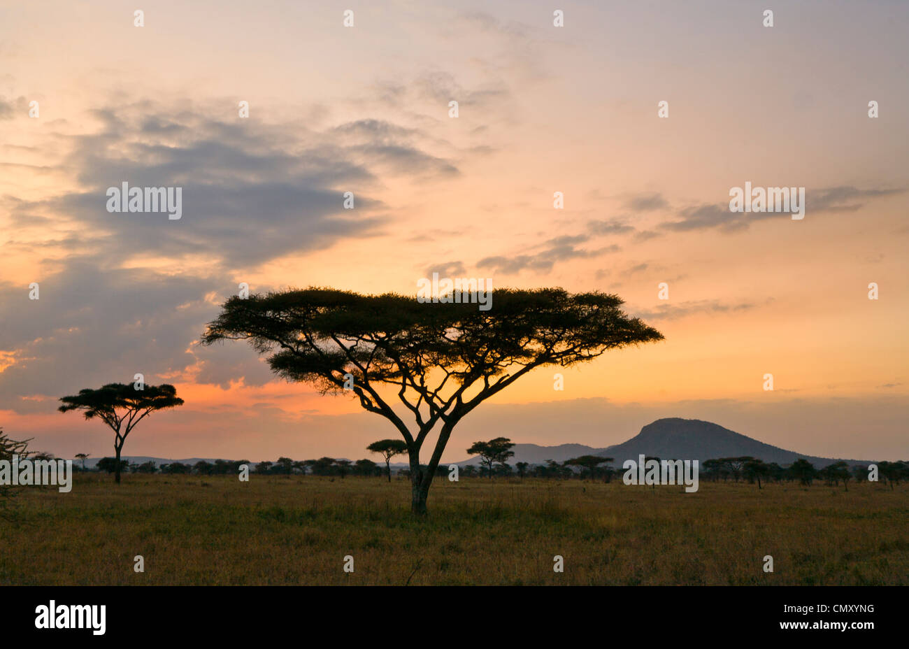 African acacia tree sunset serengeti hi-res stock photography and ...