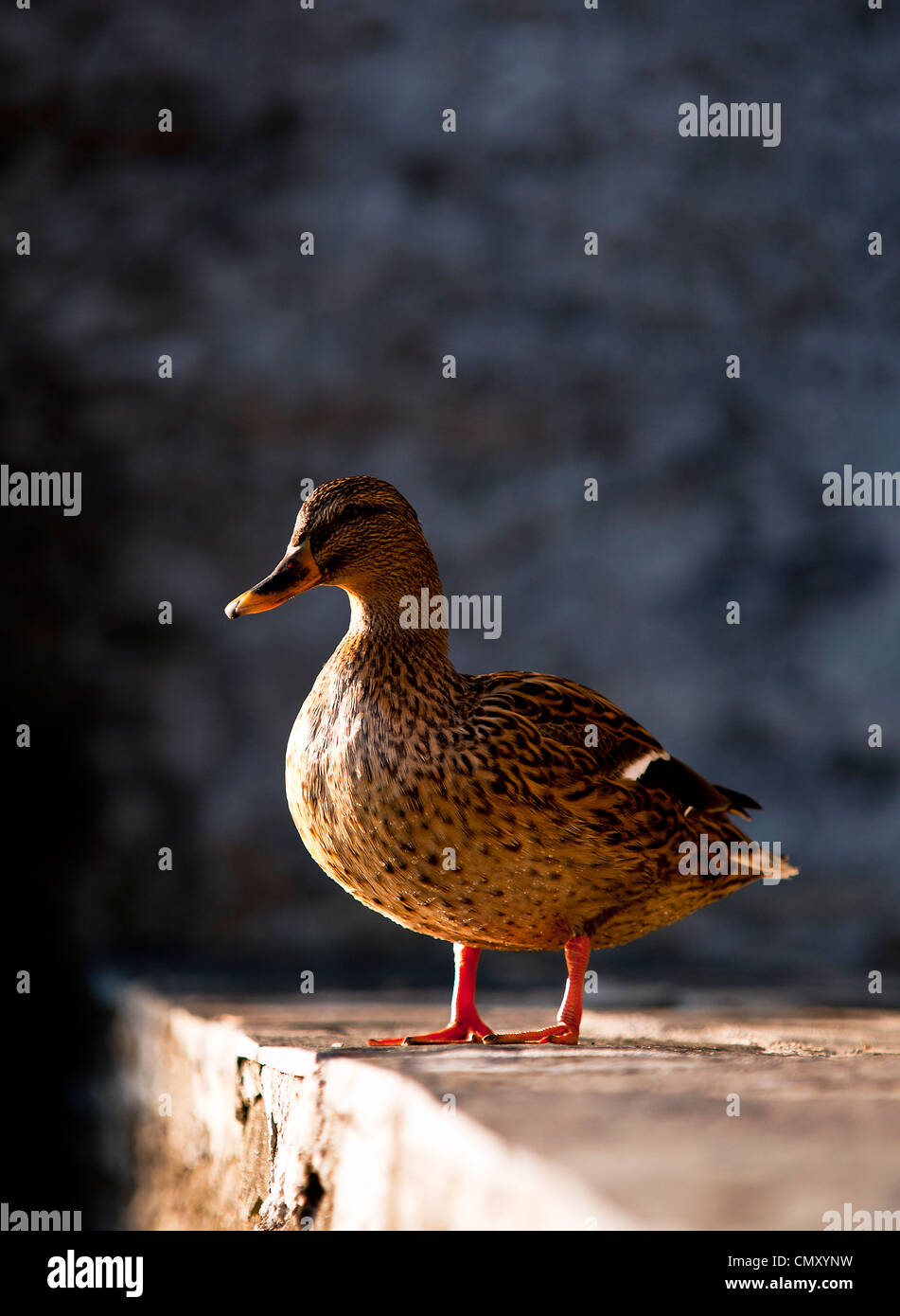 Wild duck female, Ossuccio lake of Como Lombardy Italy Stock Photo - Alamy