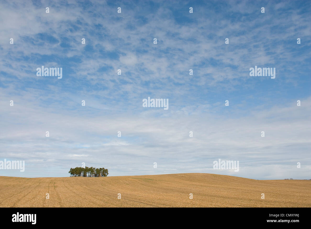 Pine clump hi-res stock photography and images - Alamy