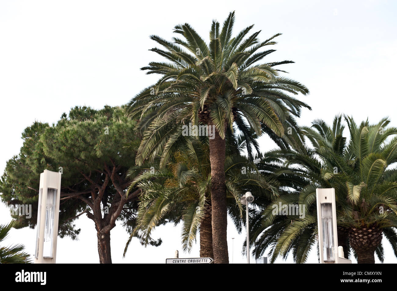Multiple palm trees along a French boulevard Stock Photo - Alamy