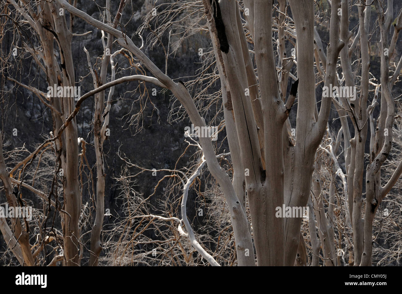 Dead trees on Mount Lemmon, Santa Catalina Mountains, Coronado National ...