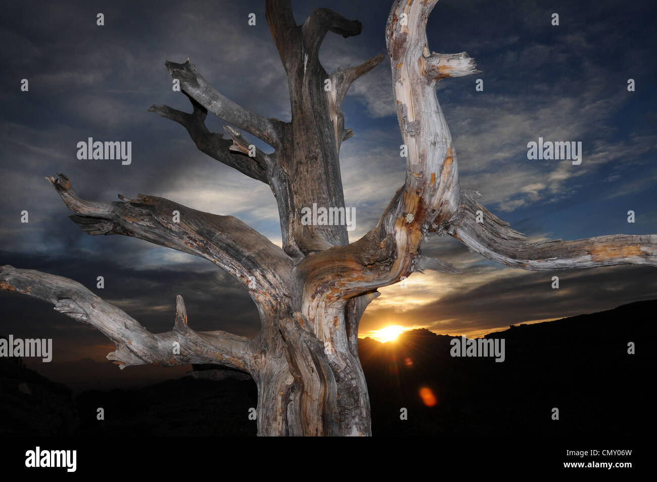 Dead trees at sunset at Windy Point Vista on Mount Lemmon, Santa ...