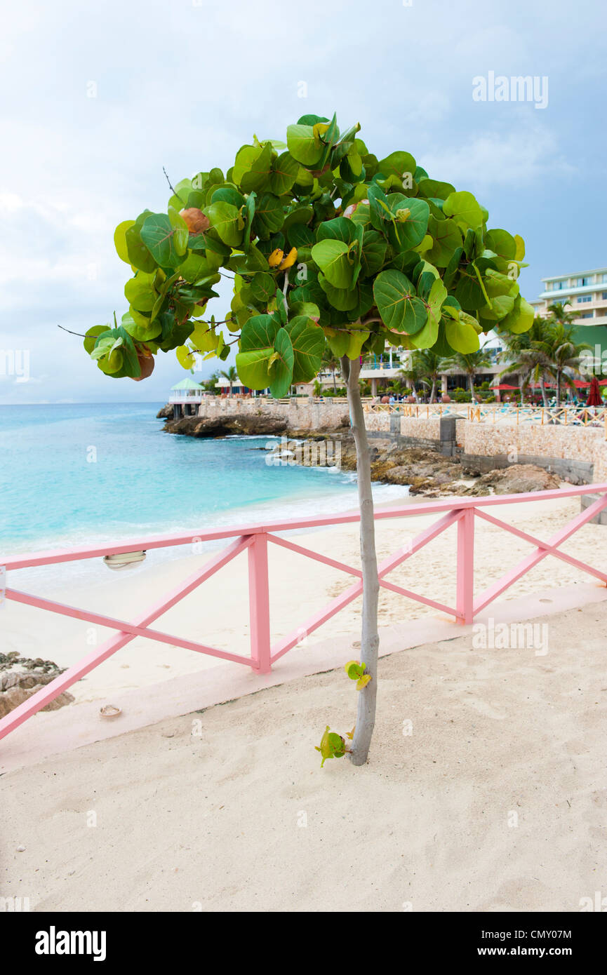A small tree on the sandy beaches outside of the resort, behind a pink ...