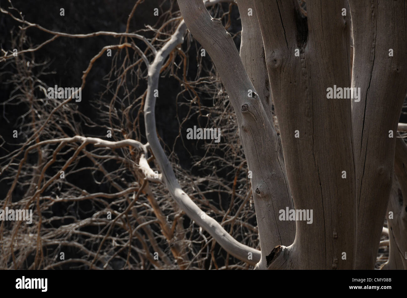 Dead trees on Mount Lemmon, Santa Catalina Mountains, Coronado National ...
