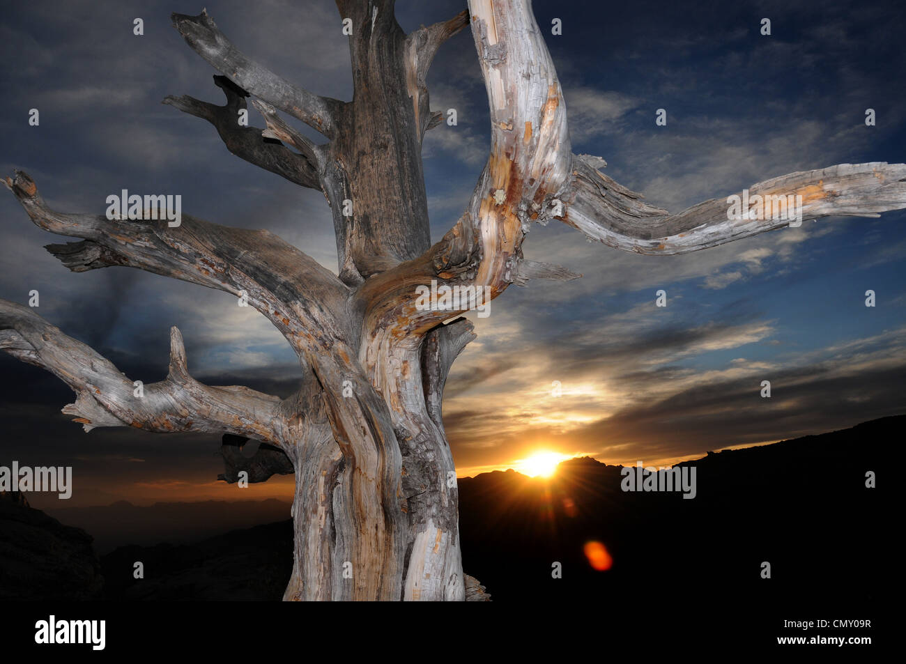 Mount lemmon national forests hi-res stock photography and images - Alamy