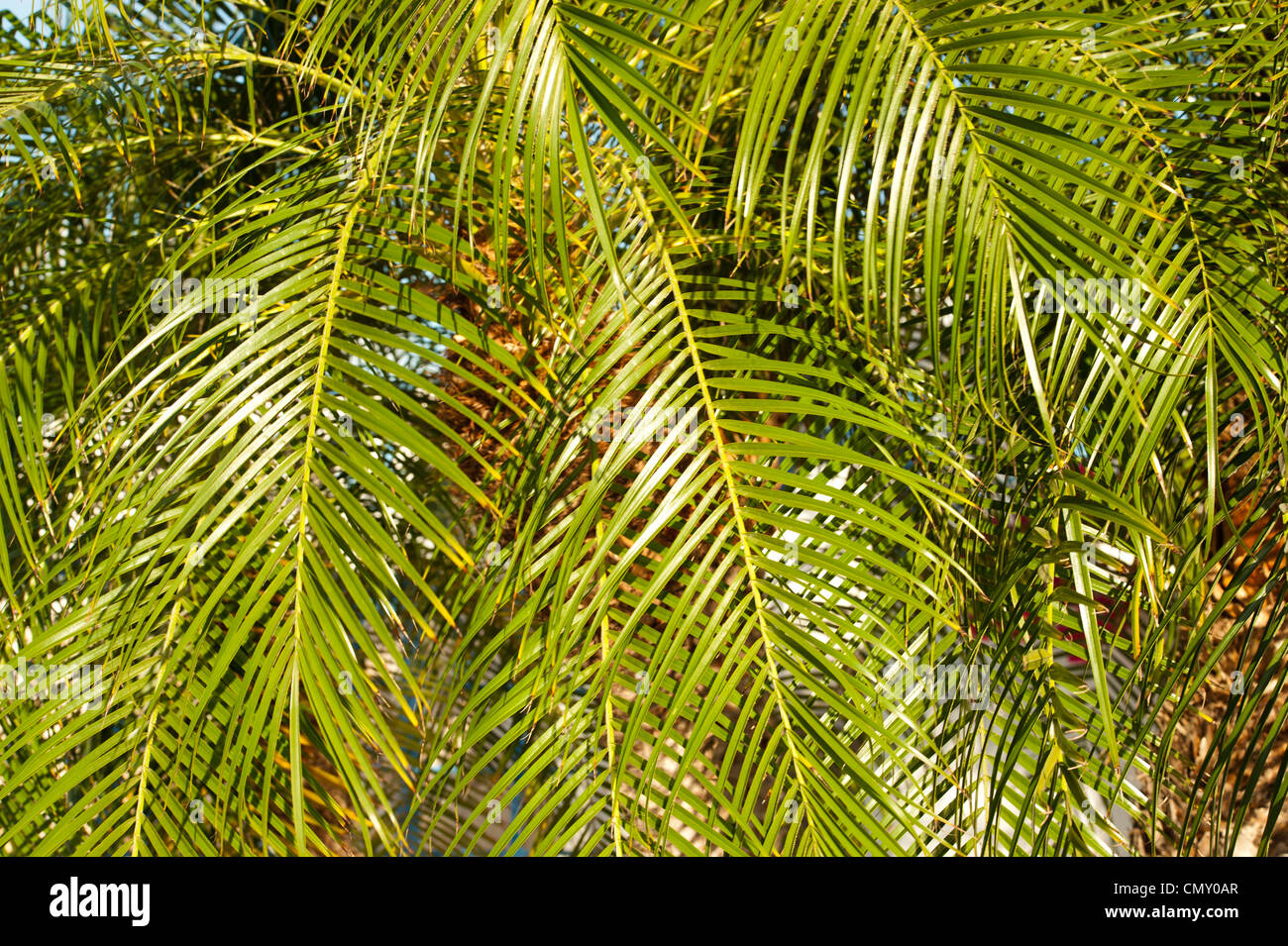 Extreme closeup of beautiful palm trees Stock Photo - Alamy