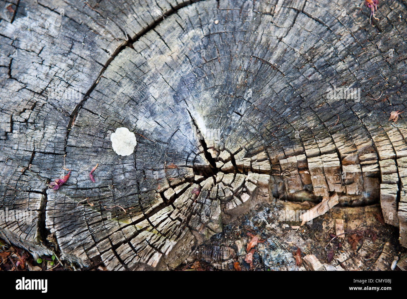 A closeup of a tree stump with cracks, chipped bark, white mold, and a ...