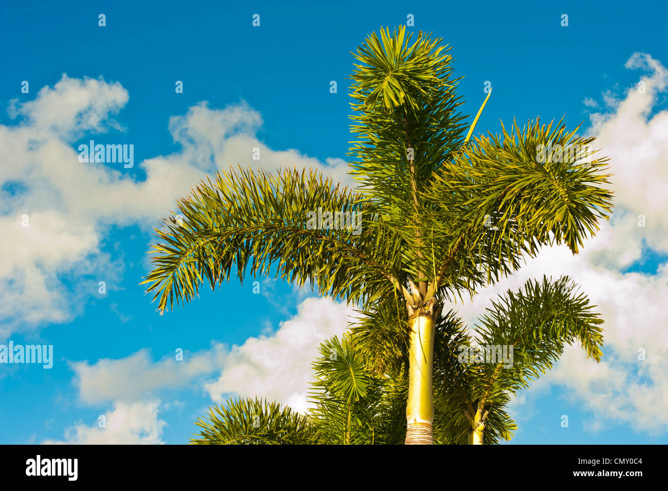 A closeup of bushy palm trees resurrected in a sunny sky Stock Photo ...