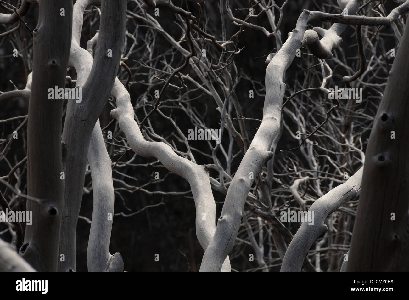 Dead trees on Mount Lemmon, Santa Catalina Mountains, Coronado National ...