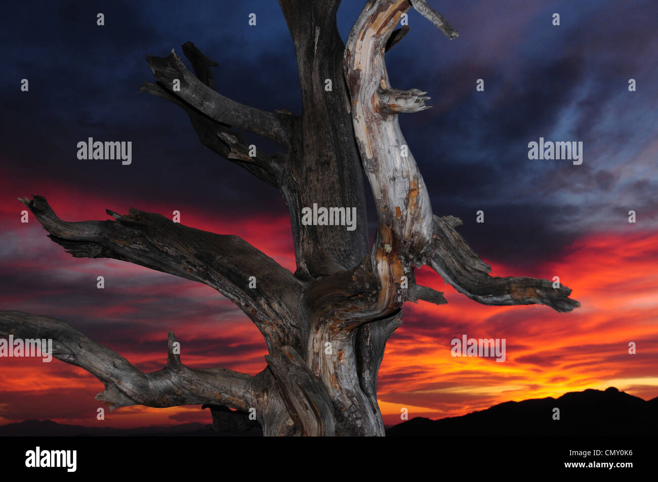 Dead trees at sunset at Windy Point Vista on Mount Lemmon, Santa ...