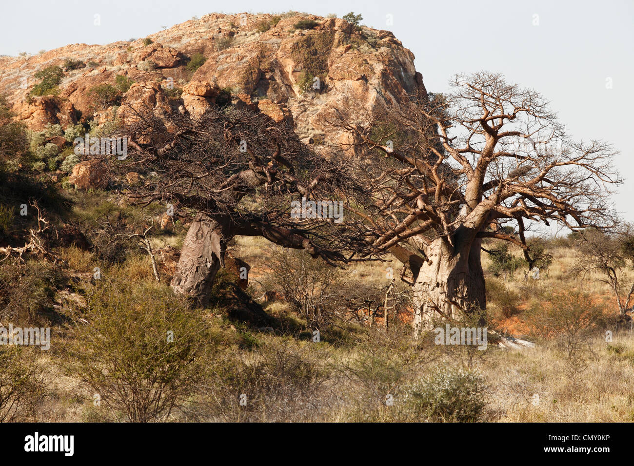 Africa Zimbabwe Baobab Tree High Resolution Stock Photography and ...