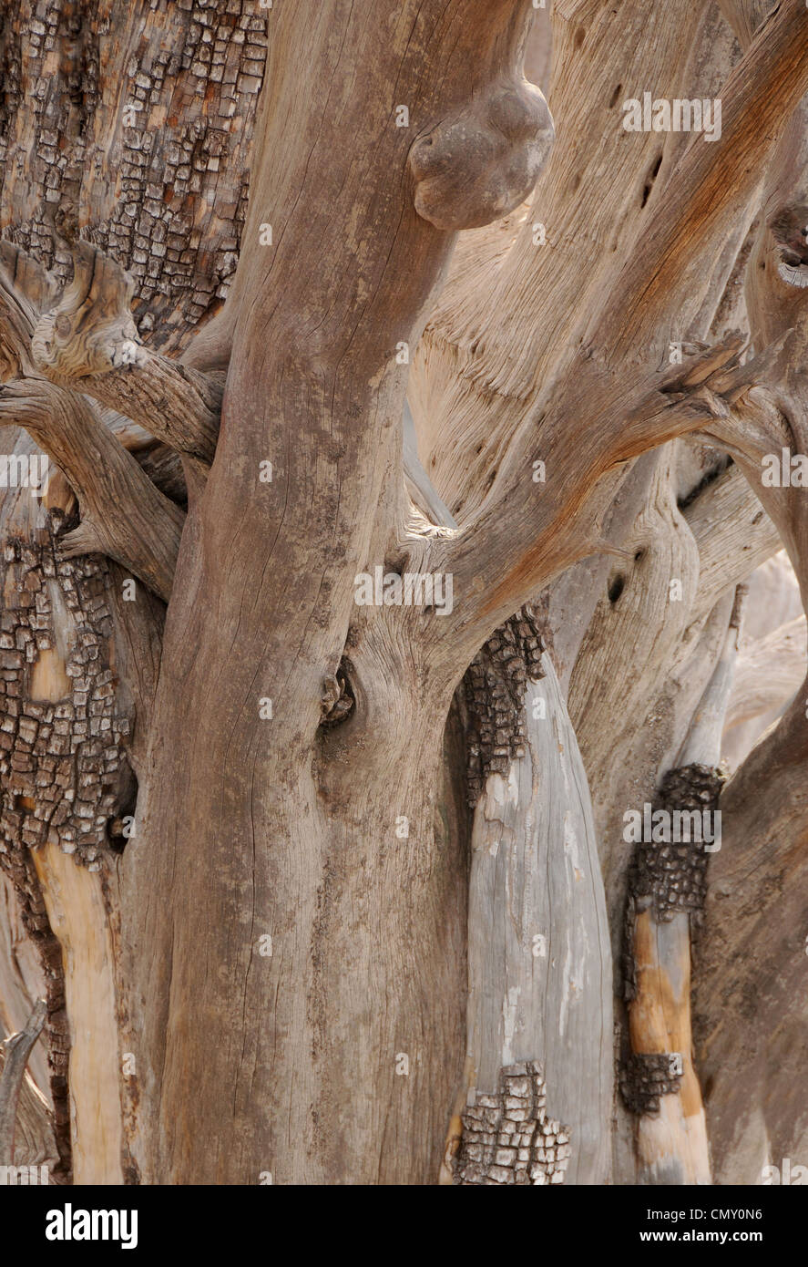 Dead trees on Mount Lemmon, Santa Catalina Mountains, Coronado National ...