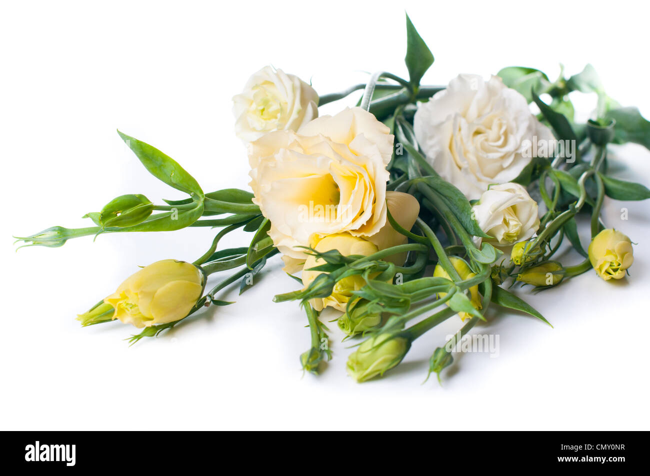 Aust bouquet of yellow eustoma flowers with buds on a white background ...