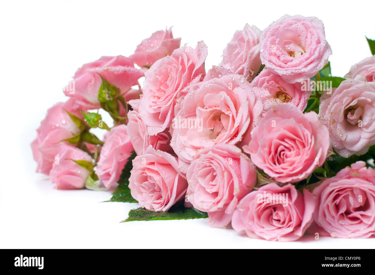 Bouquet of wet pink roses on a white background, isolated Stock Photo ...