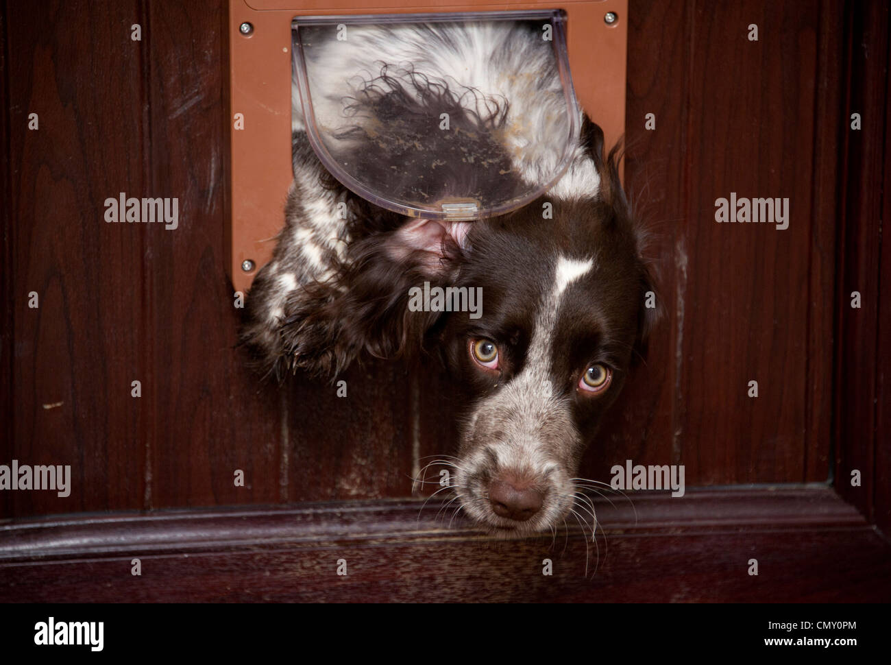 A 'Sprocker' dog, a cross between a Springer and Cocker, getting stuck ...