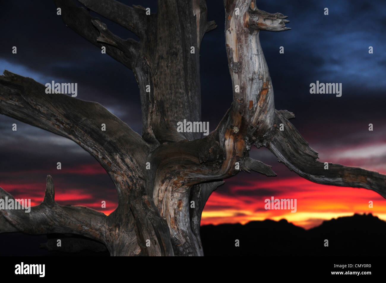 Dead trees at sunset at Windy Point Vista on Mount Lemmon, Santa ...