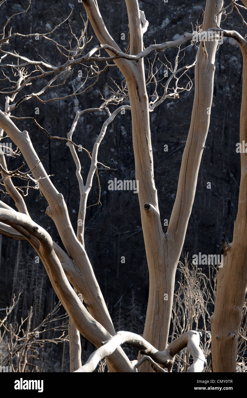 Dead trees on Mount Lemmon, Santa Catalina Mountains, Coronado National ...