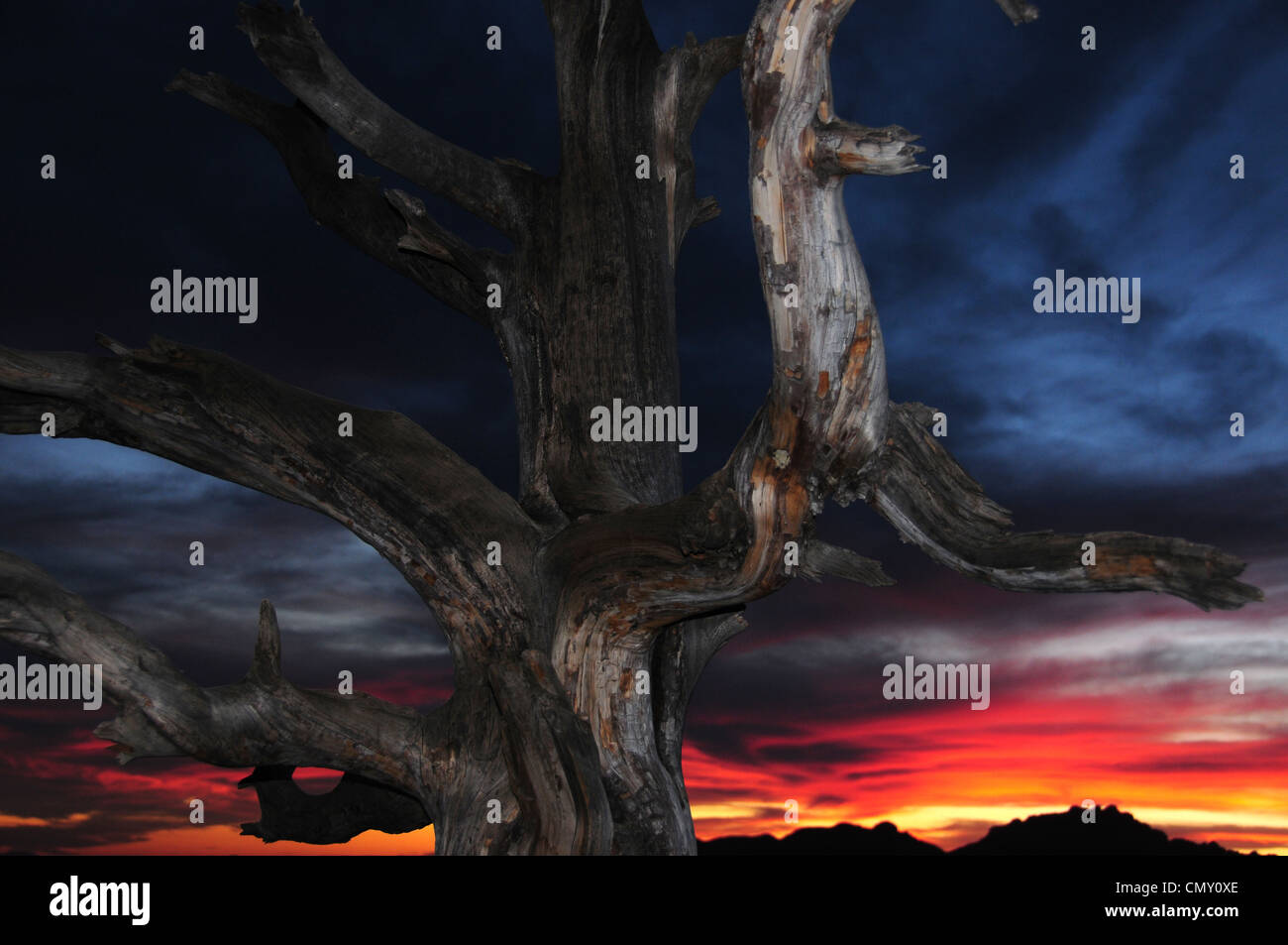 Dead trees at sunset at Windy Point Vista on Mount Lemmon, Santa ...