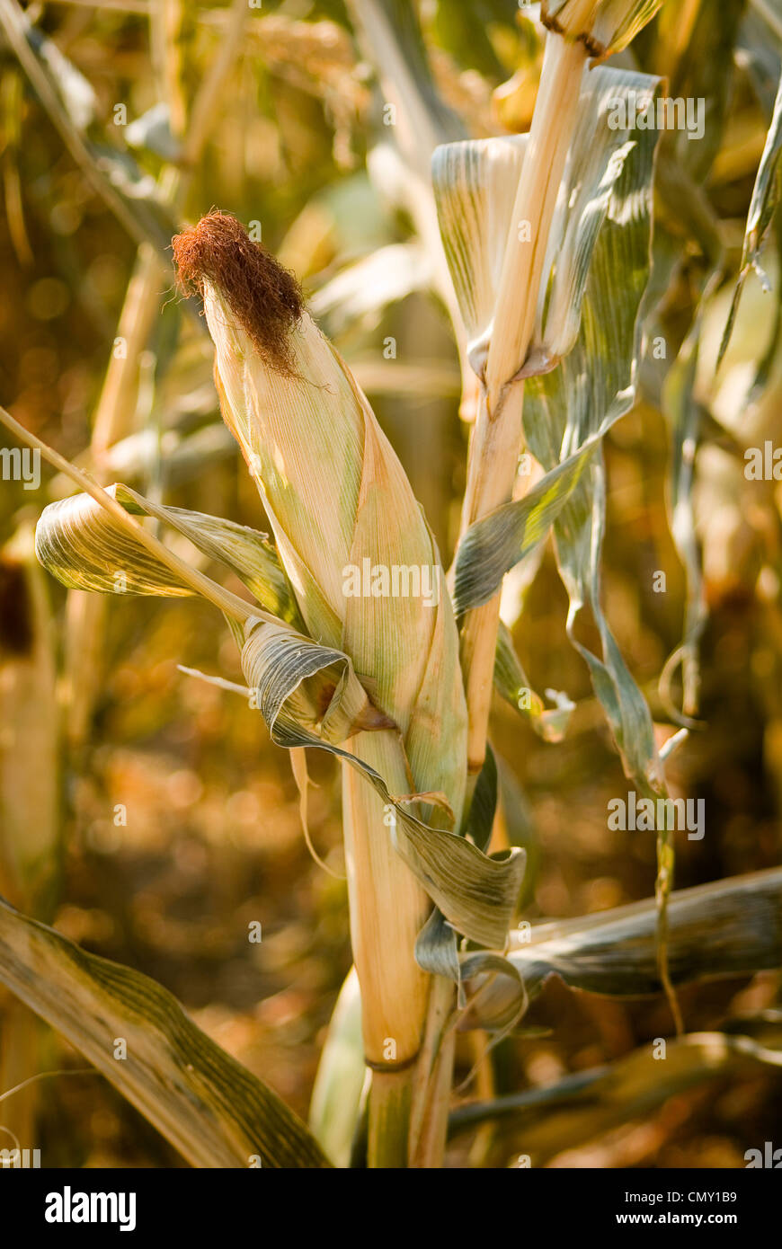 Pilot butte hi-res stock photography and images - Alamy