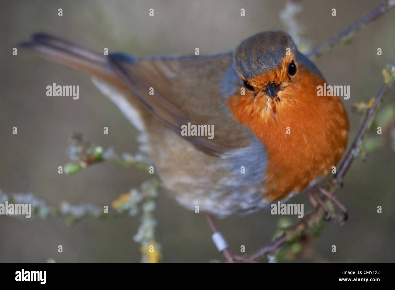 Robin portrait hi-res stock photography and images - Alamy