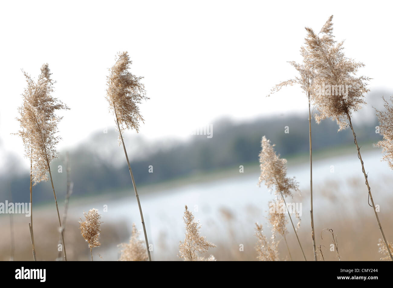 Reeds growing by the side of a reservoir Stock Photo - Alamy