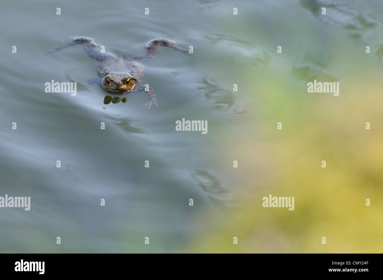 Swimming in a canal hi-res stock photography and images - Alamy