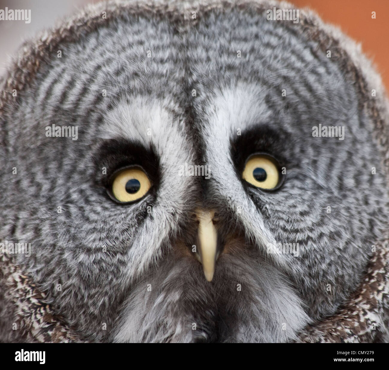 Owl face hi-res stock photography and images - Alamy