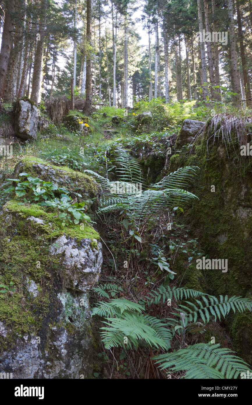 Landscape conifers trees grass hi-res stock photography and images - Alamy