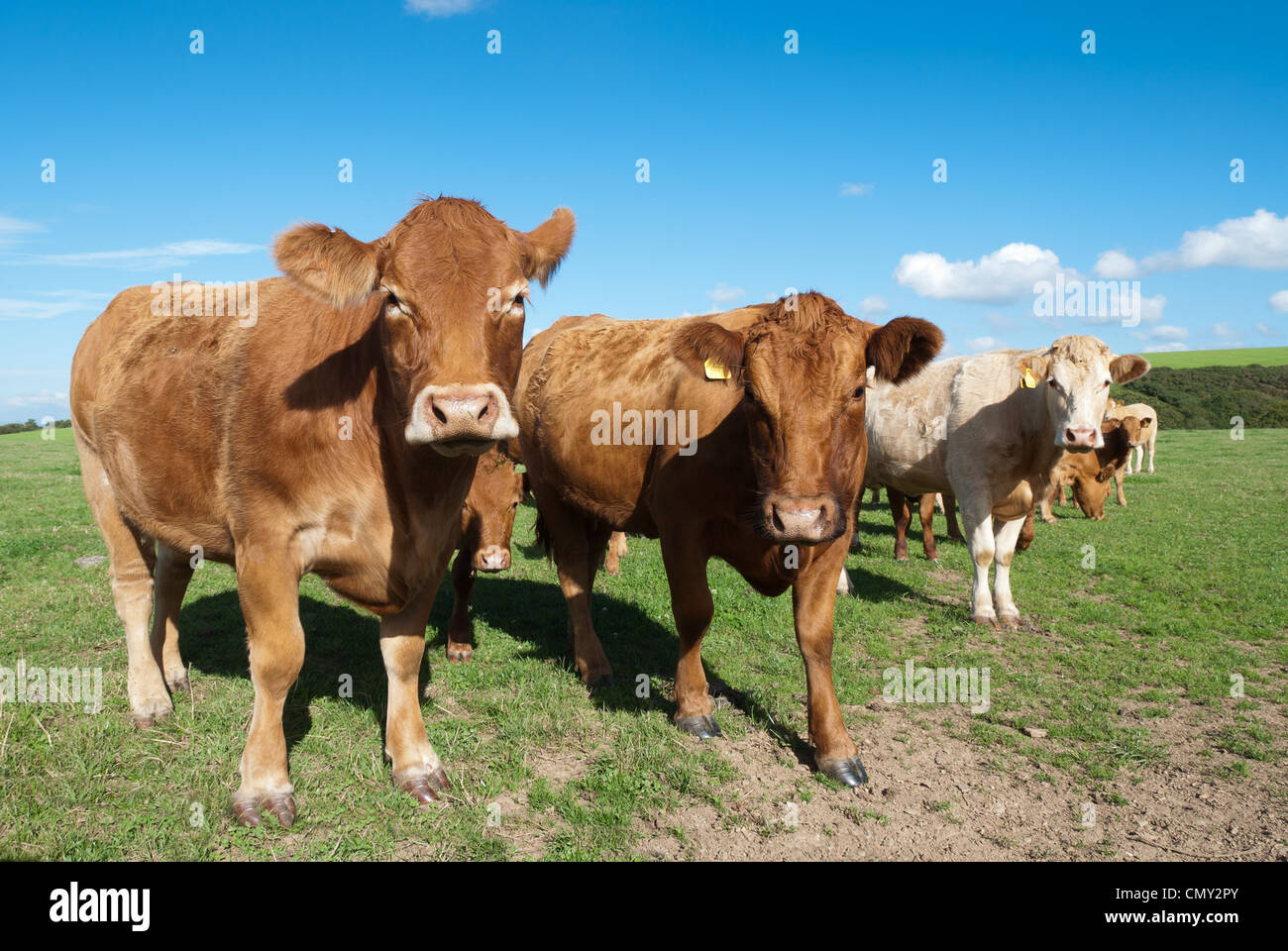 cows on the lawn in Port Isaac in Cornwall Stock Photo - Alamy