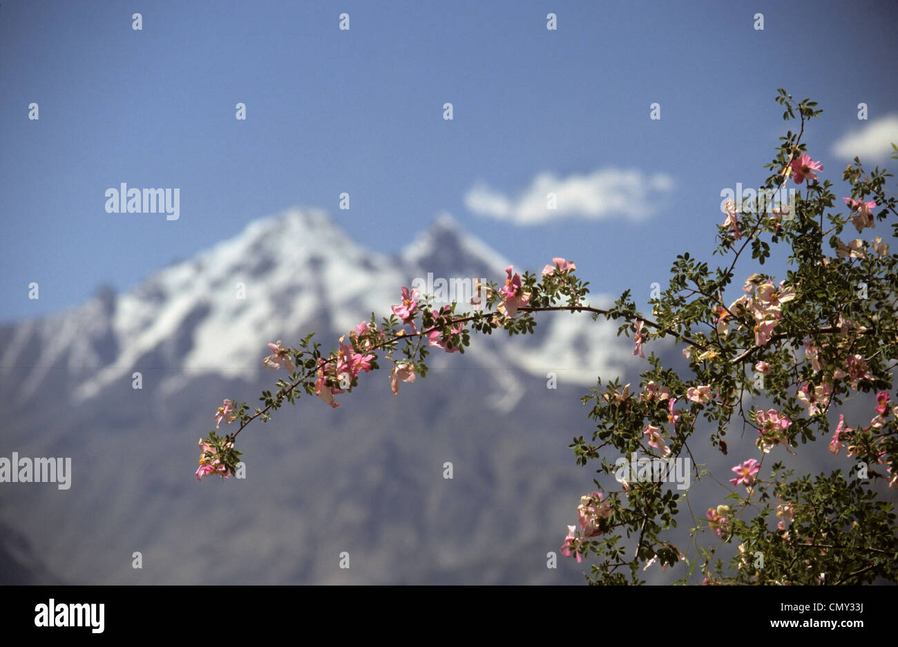 Scene from the himalaya mountains in India Stock Photo - Alamy