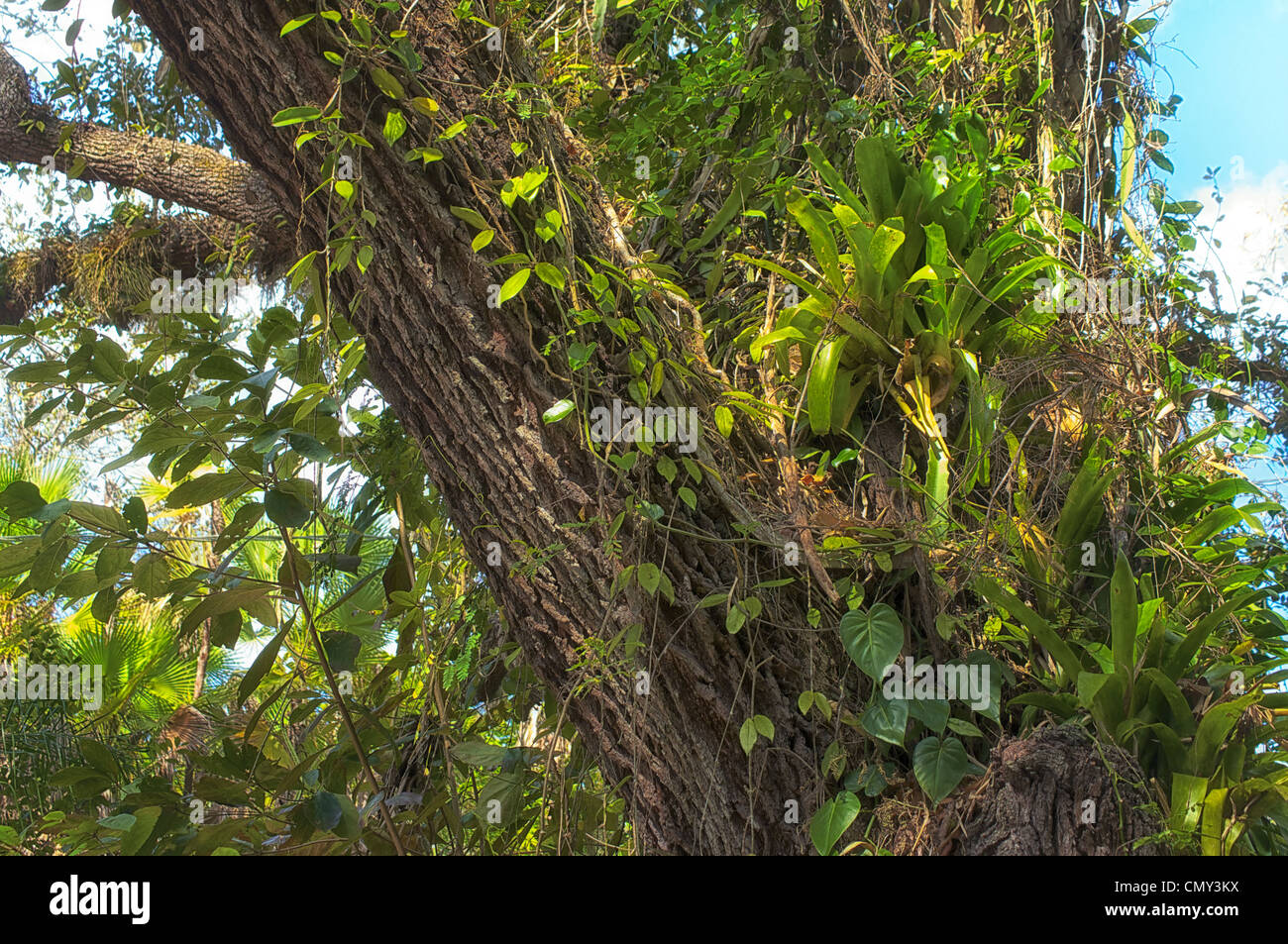 Forest overgrowth hi-res stock photography and images - Alamy