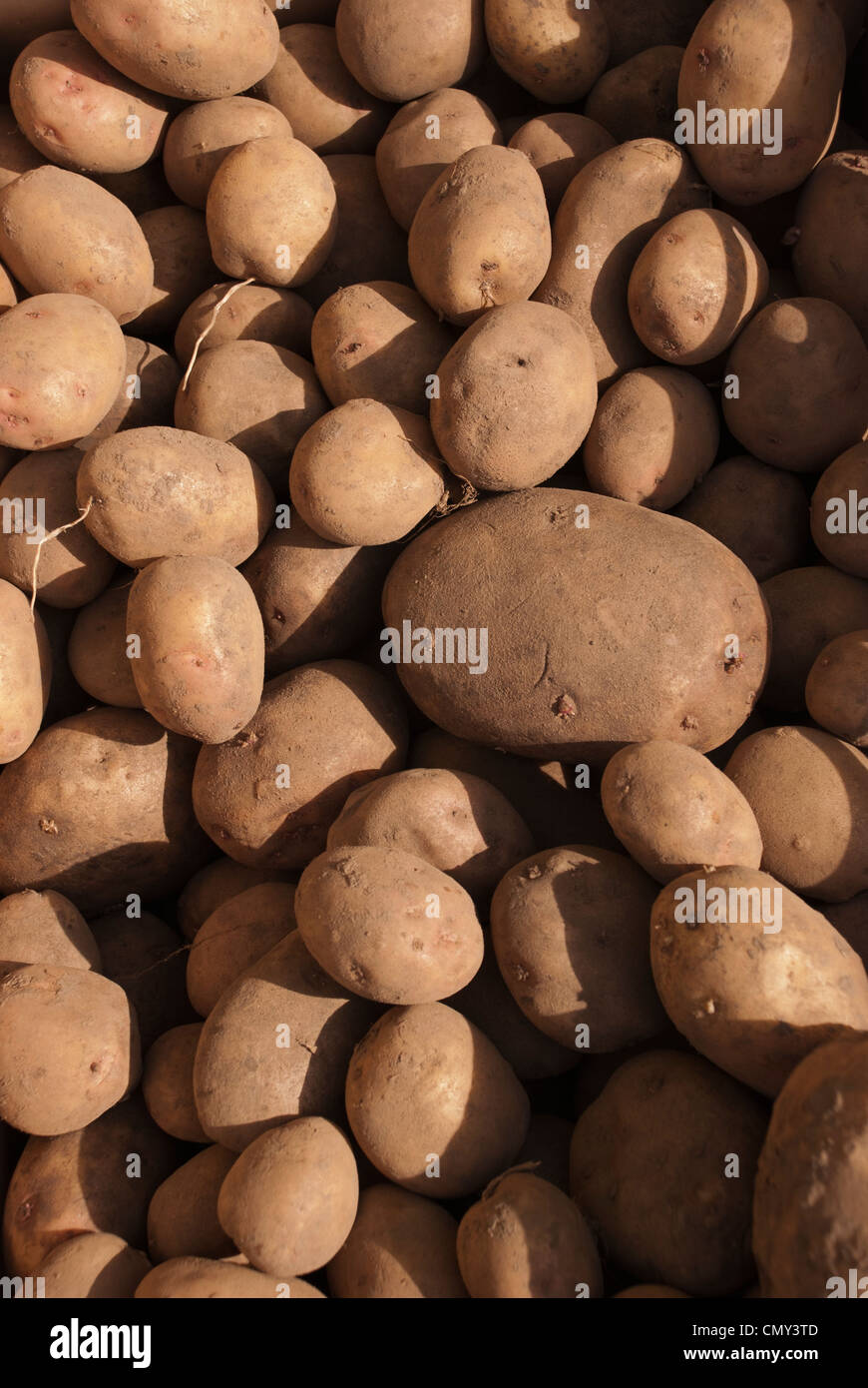 Spuds hi-res stock photography and images - Alamy