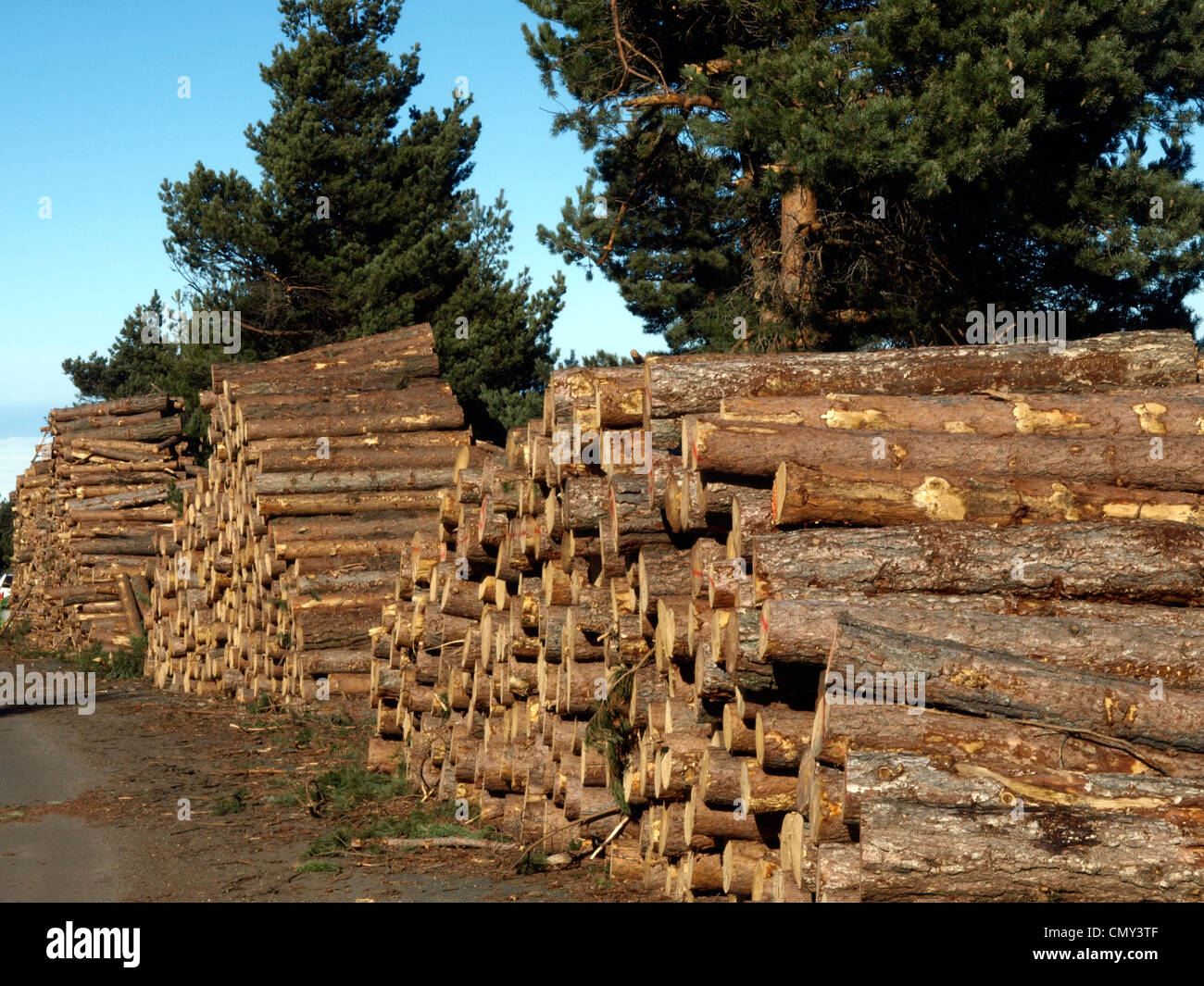 Logging floor floor wall hi-res stock photography and images - Alamy
